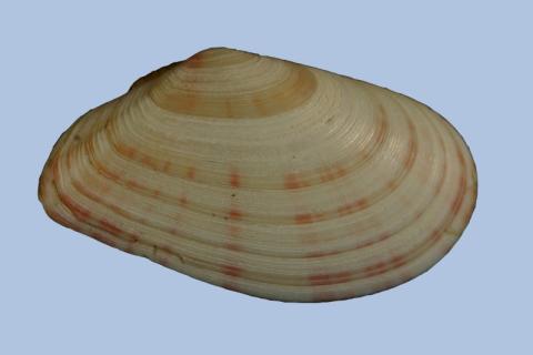 Moerella donacina | The Conchological Society of Great Britain and Ireland